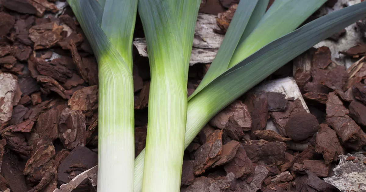 Allium porrum