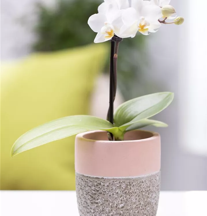 Mini phalaenopsis store